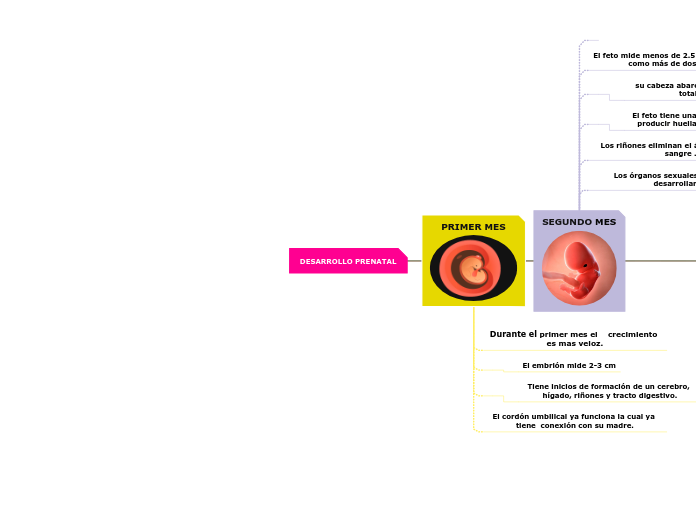 DESARROLLO PRENATAL - Mind Map